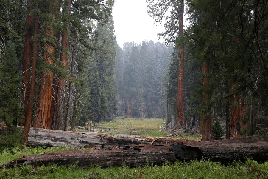 California drought: Why a fire might be good for giant sequoias ...