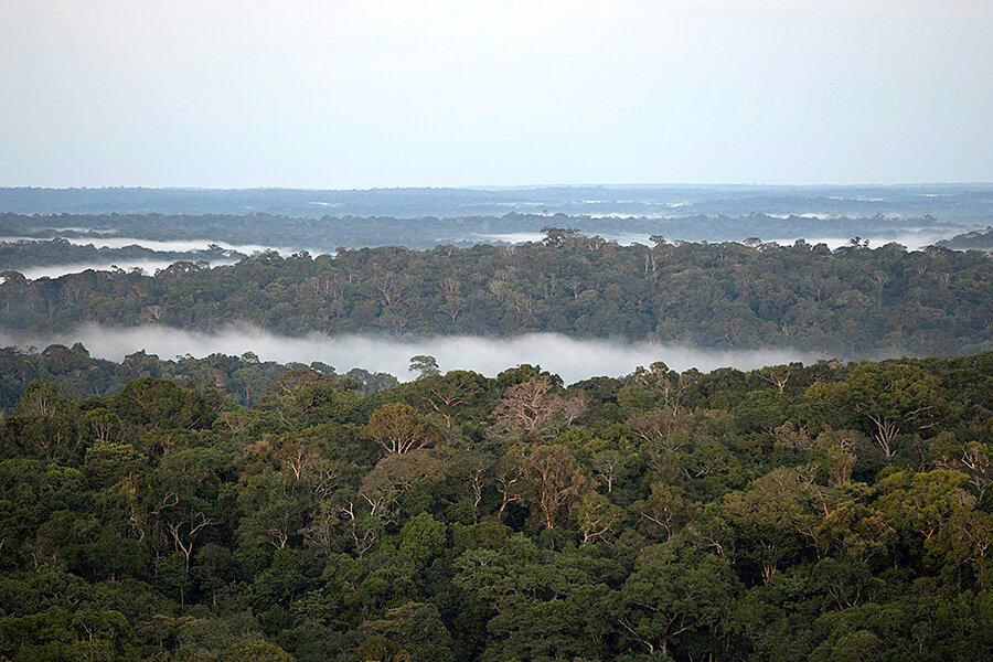 Could sustainable logging in the Amazon help slow global warming ...