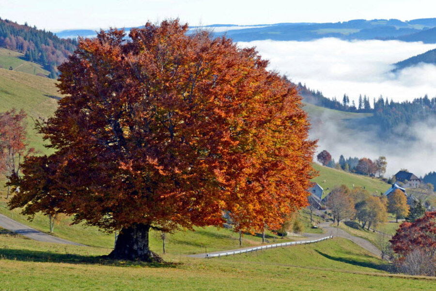 Peculiar behavior of European trees raises climate change questions ...