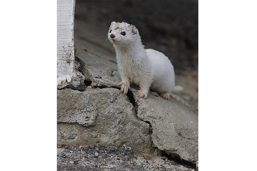 After three decades, is Chernobyl now a haven for wildlife? - CSMonitor.com