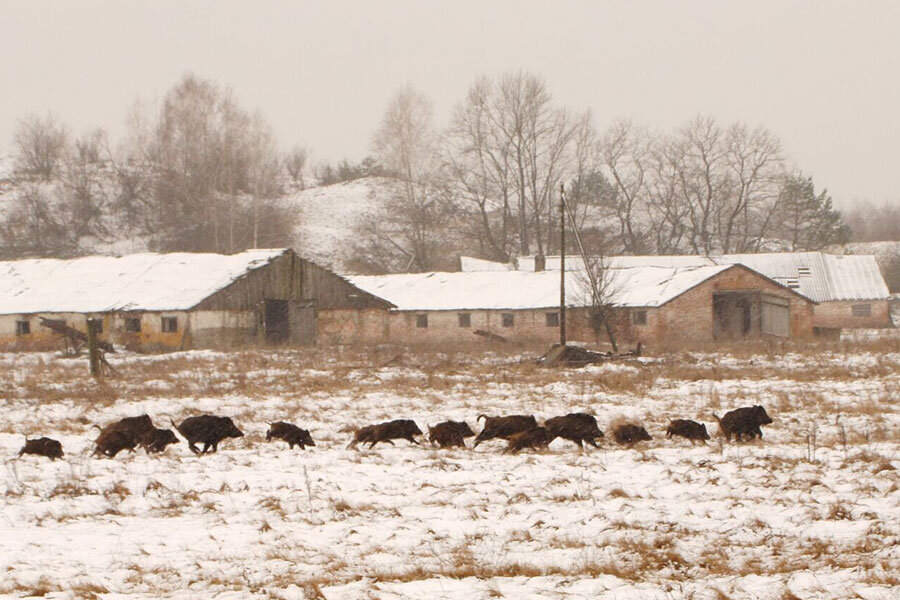 After three decades, is Chernobyl now a haven for wildlife? - CSMonitor.com