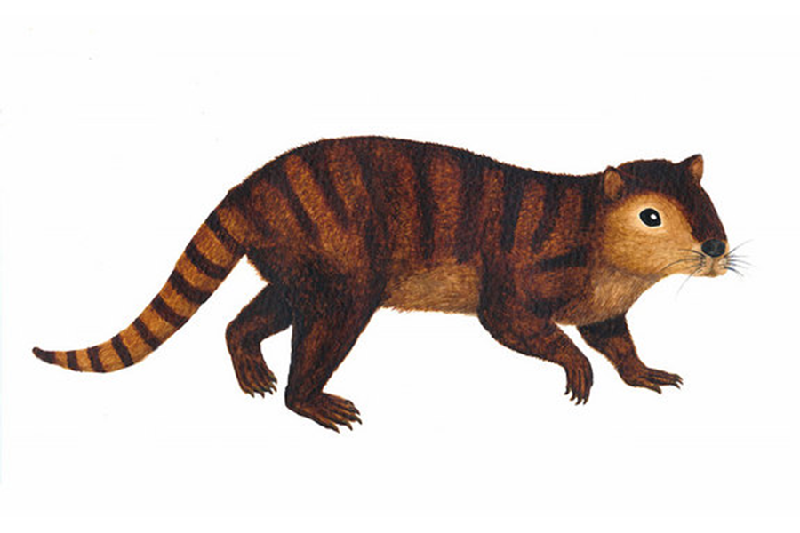 Furry, beaver-like creature thrived after dino-killing asteroid ...