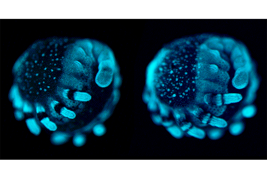 How the spider got his knees - CSMonitor.com