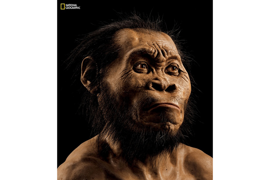 Ancient human was adapted for climbing trees, using tools - CSMonitor.com