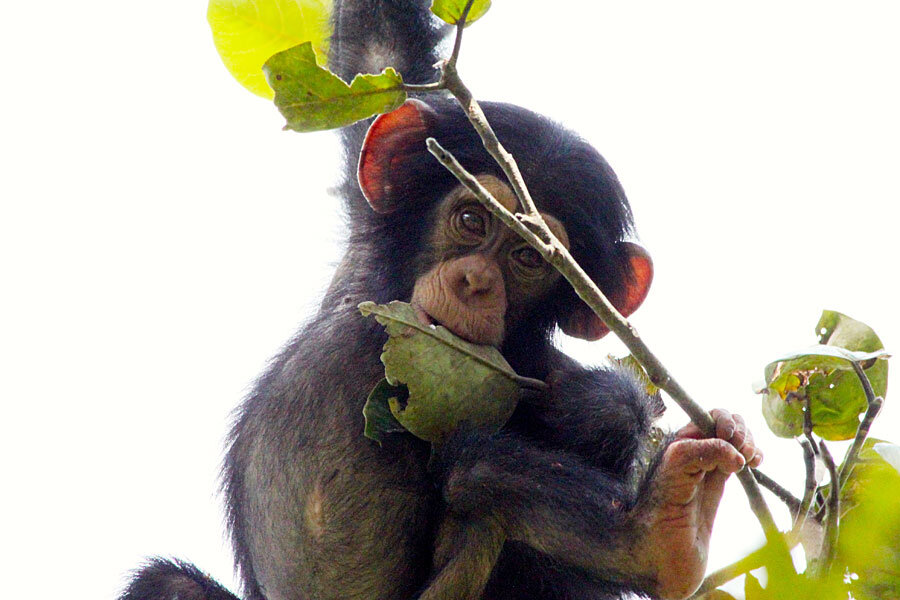 Chimps and tools: The boys play, while the girls learn - CSMonitor.com
