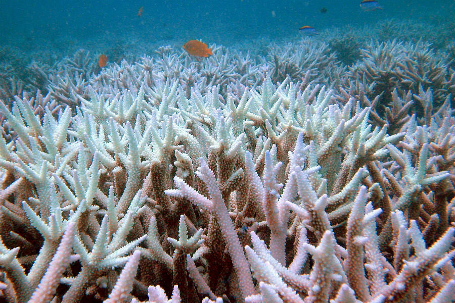 Can 149 climate pledges forestall ocean ecosystem collapse? - CSMonitor.com