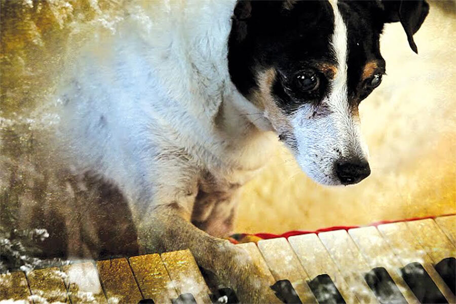 'Heart of a Dog' is a confounding, transfixing mélange - CSMonitor.com