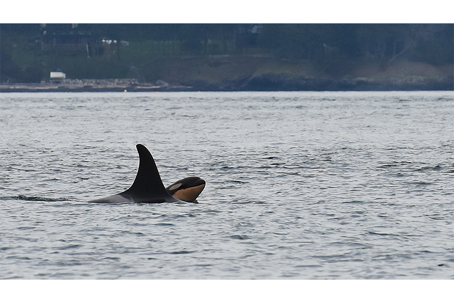 Conservationists welcome Puget Sound's sixth baby orca - CSMonitor.com