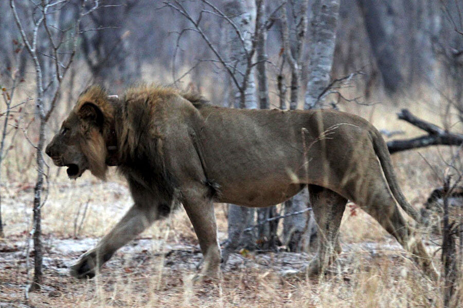 Majestic lions face devastating decline in Africa - CSMonitor.com