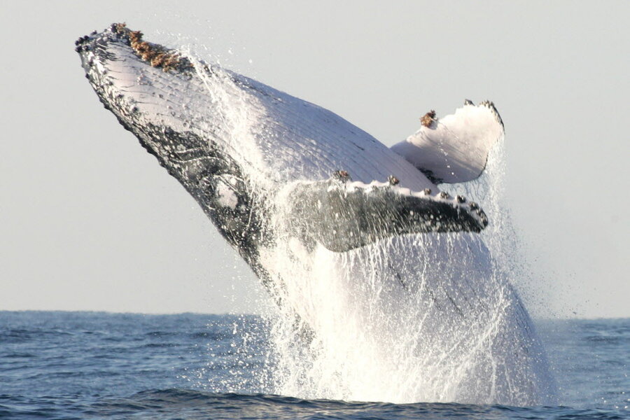 Tangled humpback: Can rescuers save this whale? - CSMonitor.com
