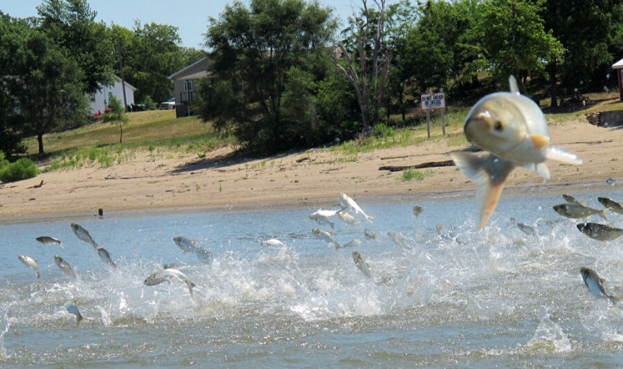 Asian carp move closer to Lake Michigan: Solutions? - CSMonitor.com