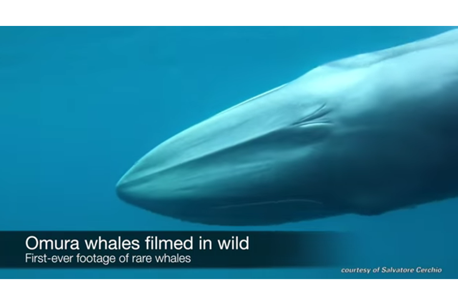 'Extinct' Omura's whales spotted: How rare are they? - CSMonitor.com