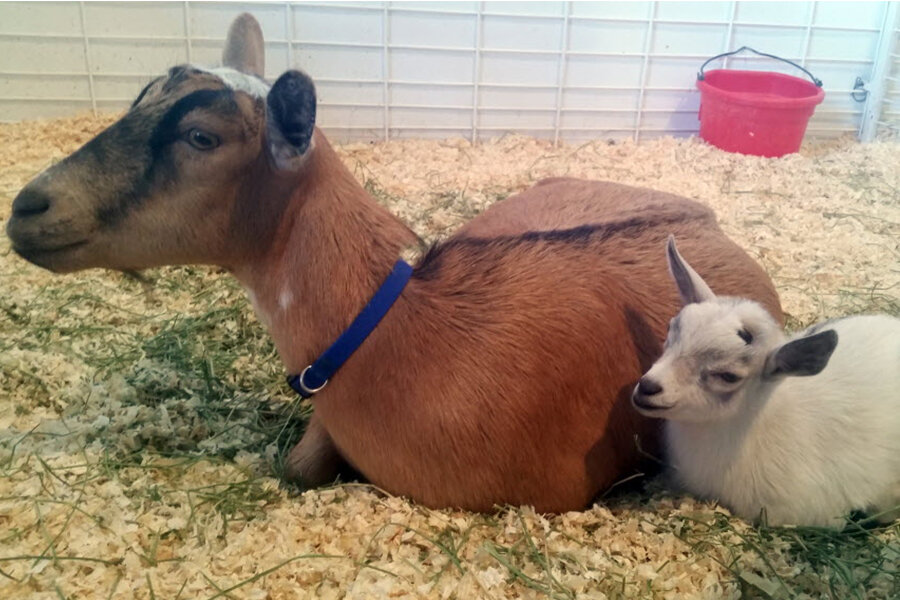 'Kid'-napping ends when baby goat reunited with its mother - CSMonitor.com