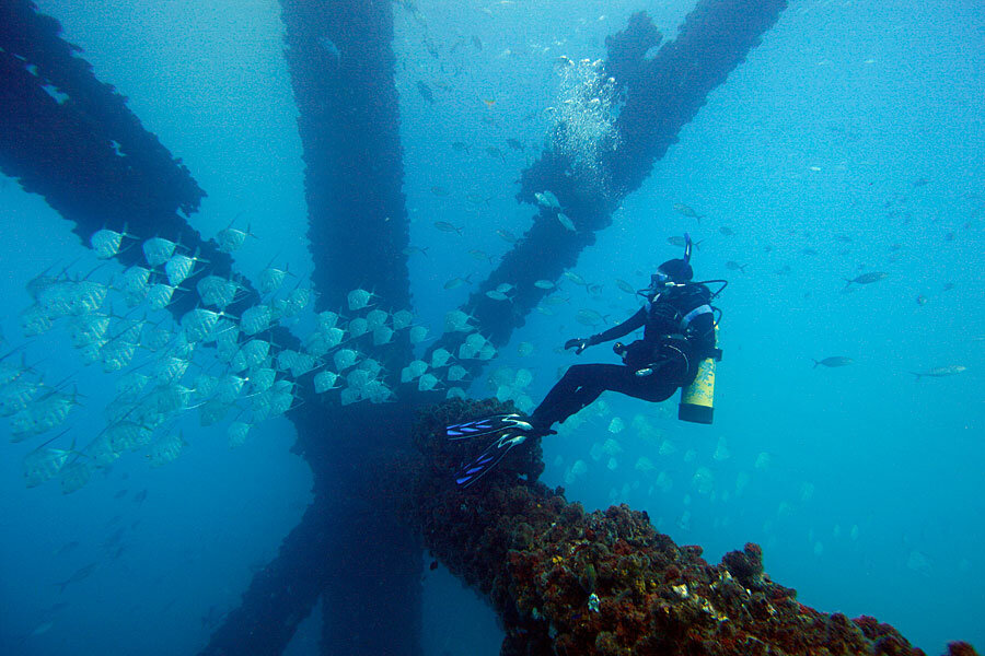 How fish can turn invisible in the open sea - CSMonitor.com