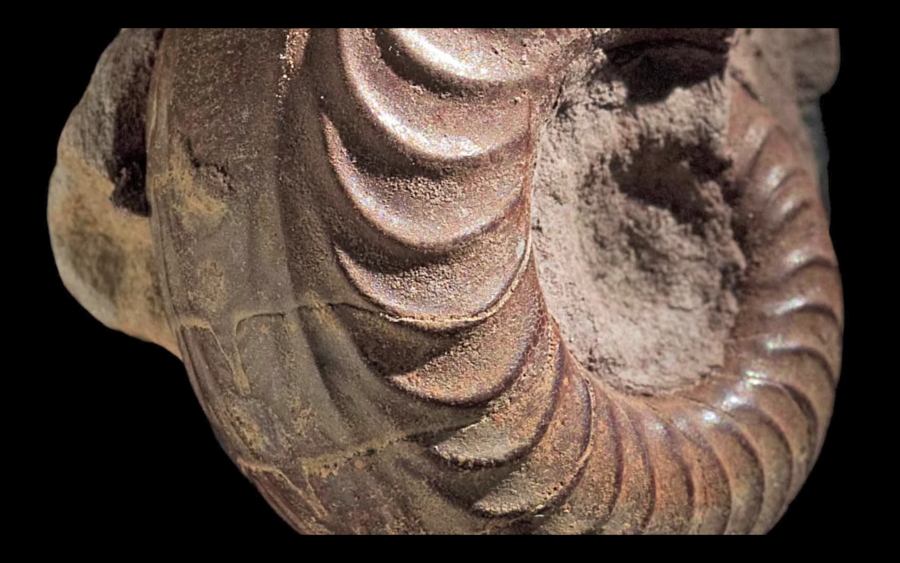 What were ammonites' lives like? Isotope study reveals clues ...