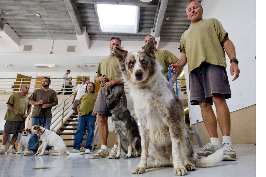 Can kittens make everything better? Prisons inmates say yes ...