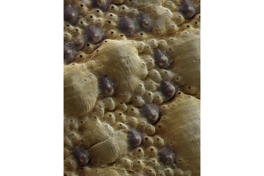 This marine mollusk is covered with eyes made of armor - CSMonitor.com