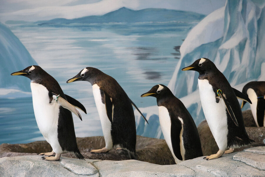 How penguins could inspire safer planes - CSMonitor.com