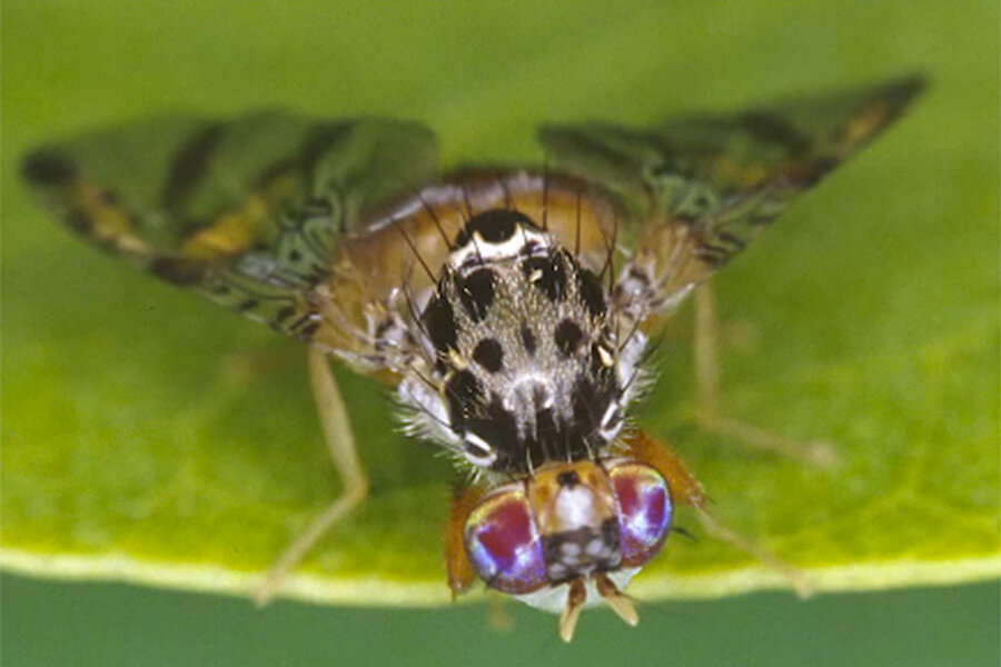 Could GMO fruit flies solve Australia's pest problem? - CSMonitor.com