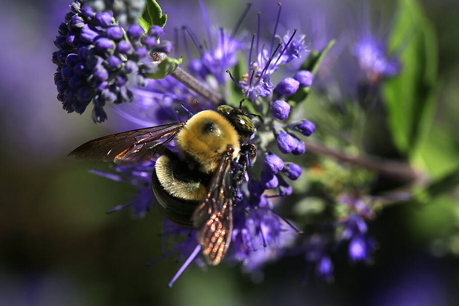 Wild bees are in decline. How can we take the sting out of it ...