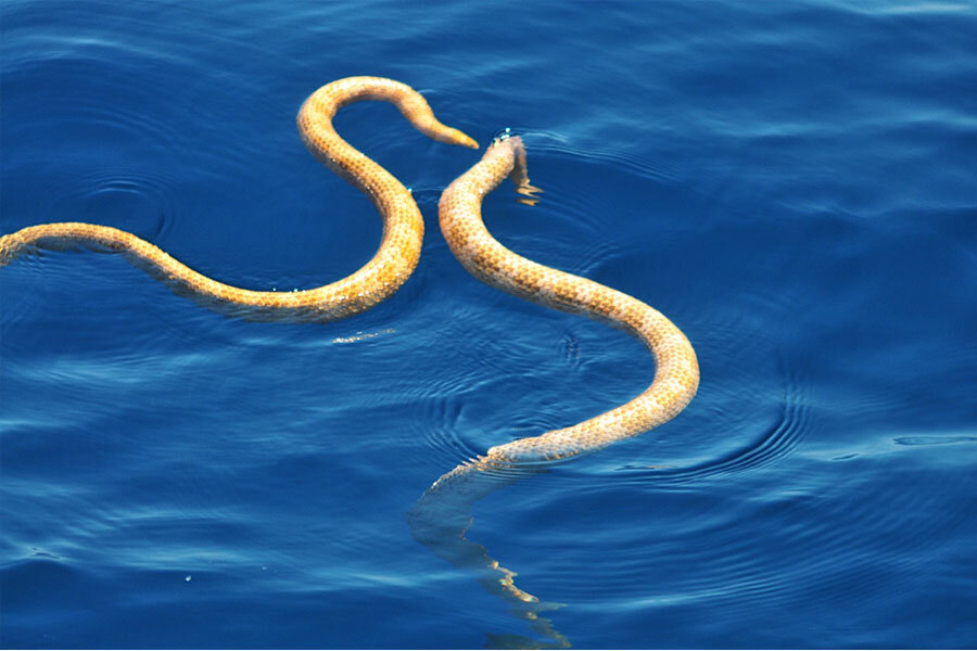 'Extinct' sea snakes found alive. A second chance to save them ...