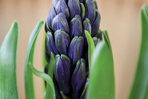 How To Grow A Gardener CSMonitor How To Grow A Gardener CSMonitor
