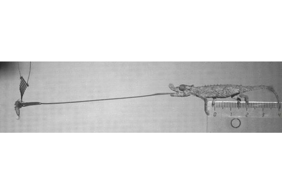 The smallest chameleons have the quickest tongues, say scientists ... The smallest chameleons have the quickest tongues, say scientists ...