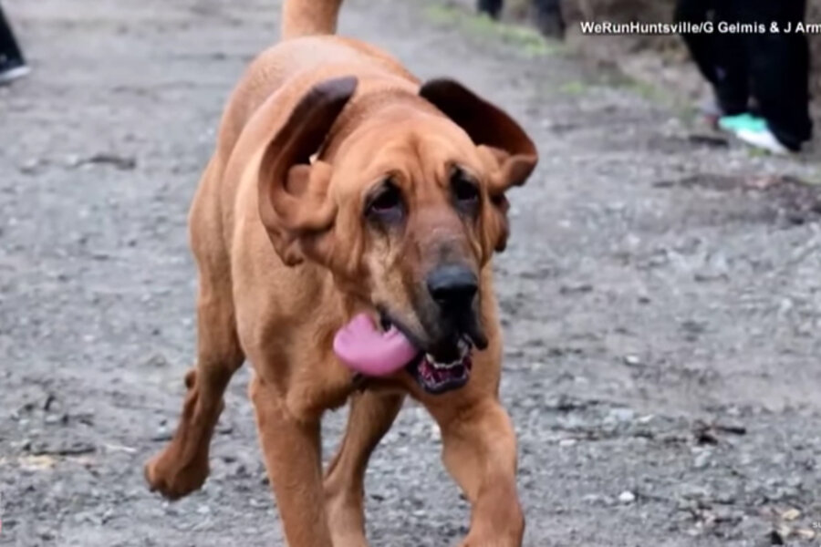 Dog finishes half-marathon in Alabama, the latest in a long line ...