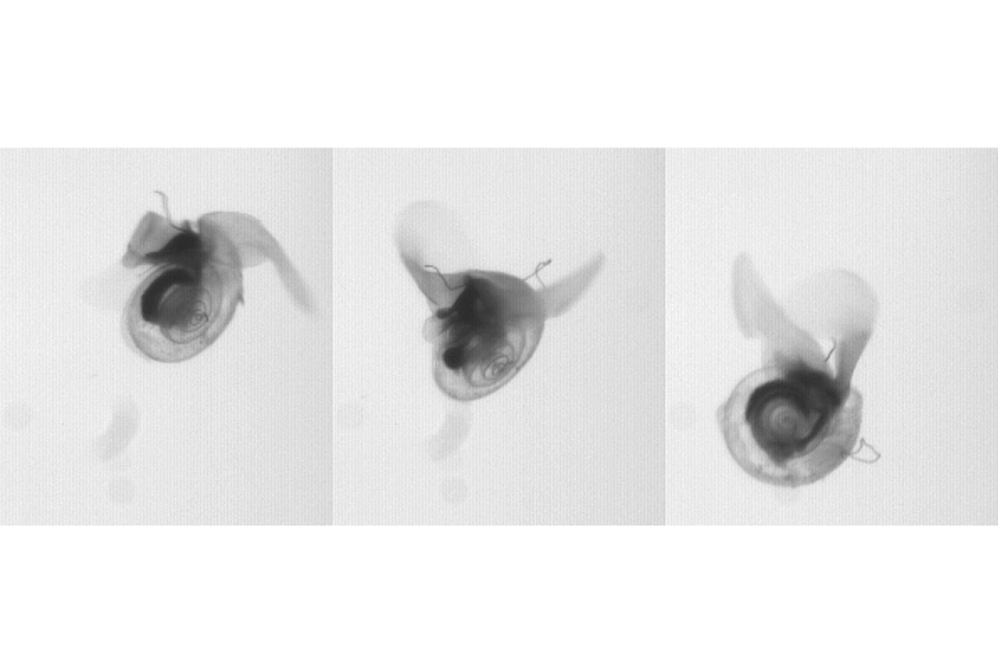 Gelatinous sea snails ‘fly’ through water like a butterfly, say ...