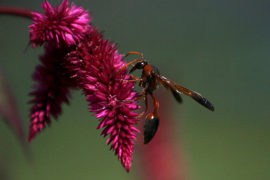 Earth's bees and other pollinators need some human help: What can we do ...
