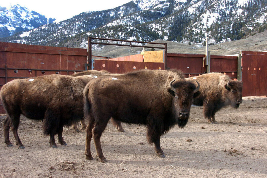 Why Yellowstone officials are forced to slaughter bison - CSMonitor.com