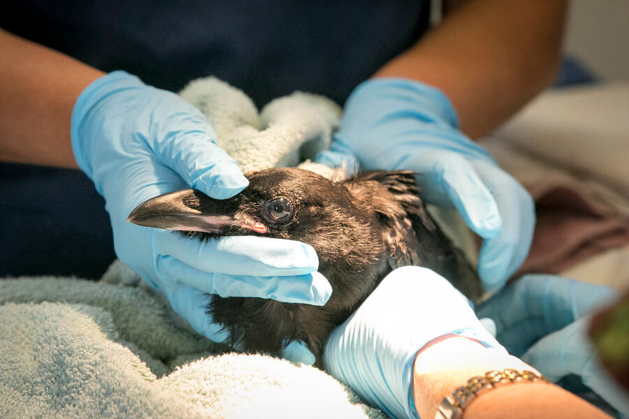 Project Wildlife helps creatures great and small - CSMonitor.com