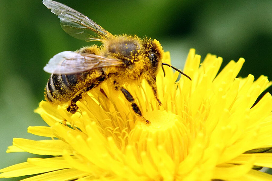Maryland protects its pollinators with limits on bee-addicting ...