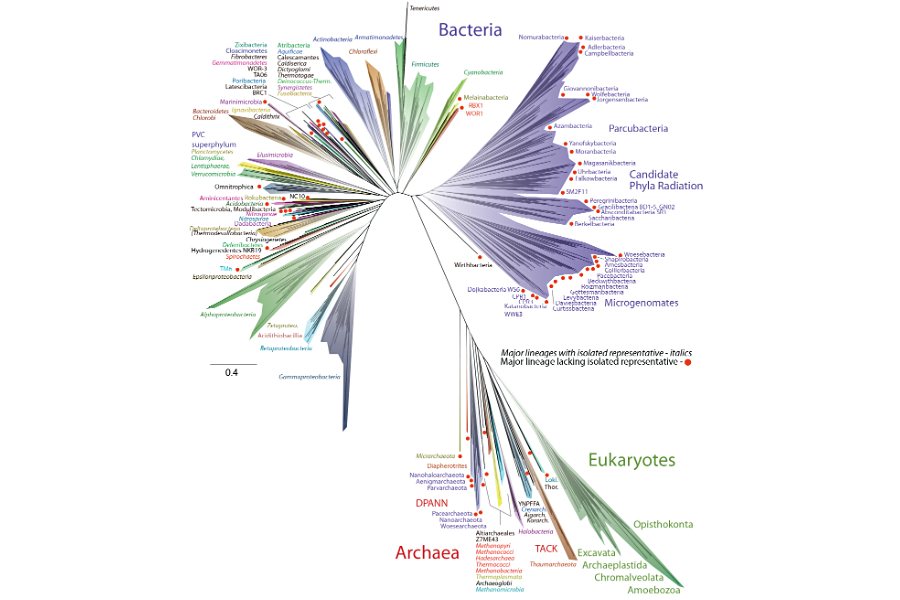 Newly discovered microbes expand tree of life, say scientists ...