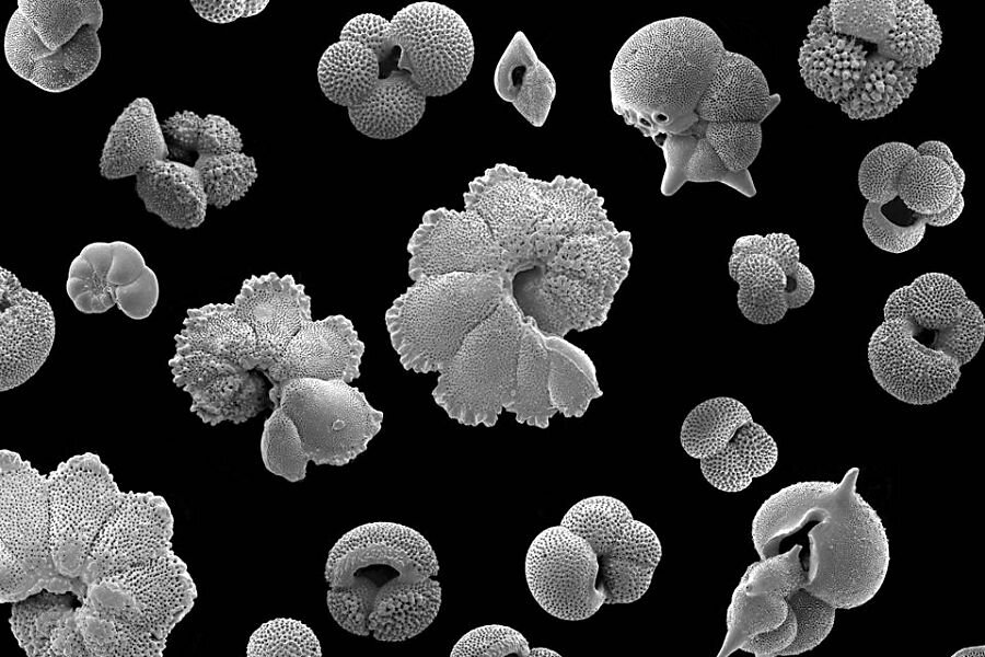 What can the Eocene epoch teach us about today's global warming ...