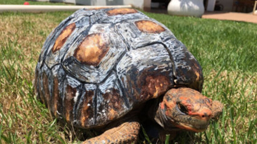 Tortoise injured in a forest fire gets a 3D-printed shell - CSMonitor.com