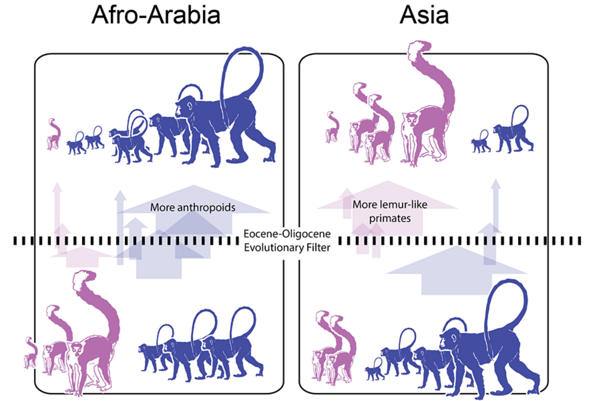 primate evolution