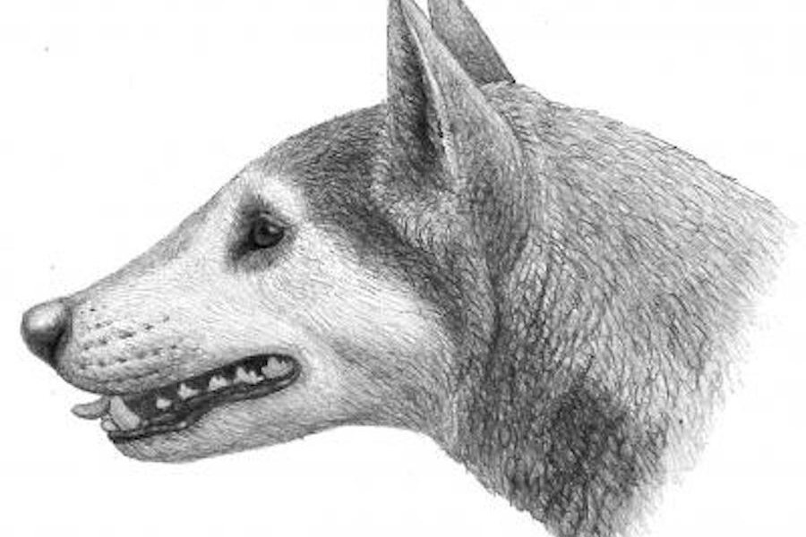 12-million-year-old fossil points to 'bone-crushing' North America dog ...