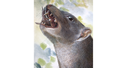 Marsupials originated in South America, study suggests - CSMonitor.com