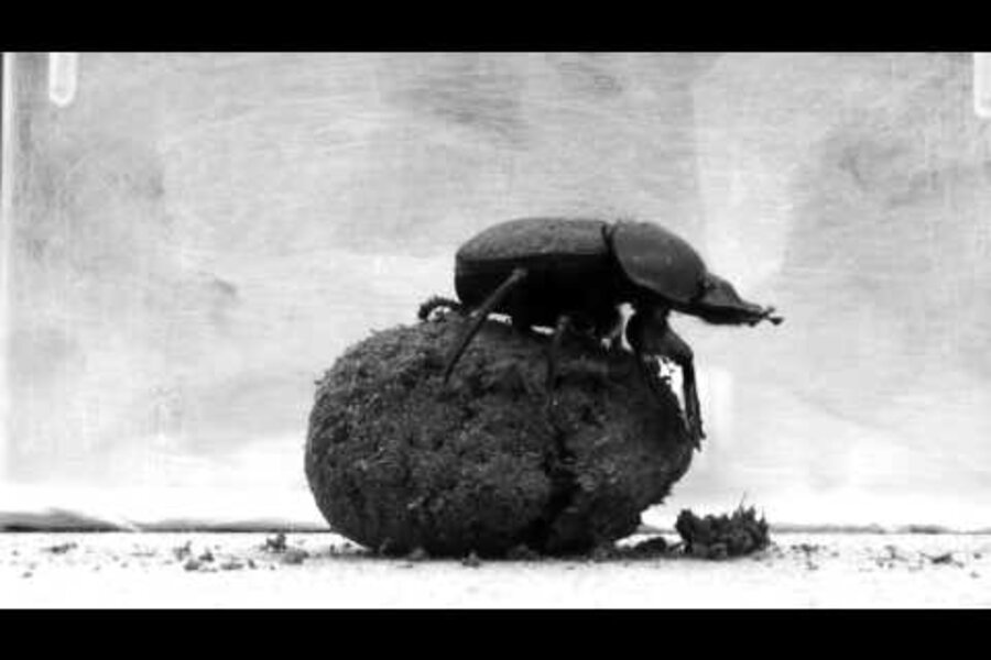 Celestial navigation: Dung beetles navigate by 'snapshot' of the stars ...