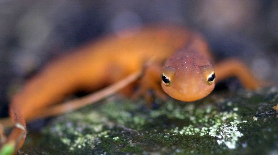 Why US biologists feel urgency to protect the gentle newt - CSMonitor.com