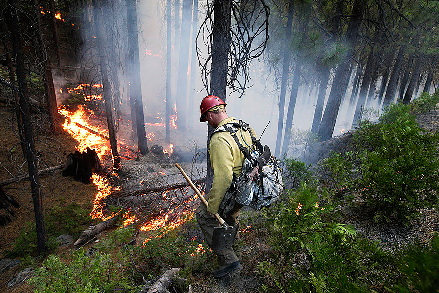 Millions of dead trees pose massive wildfire risk. What can be done ...