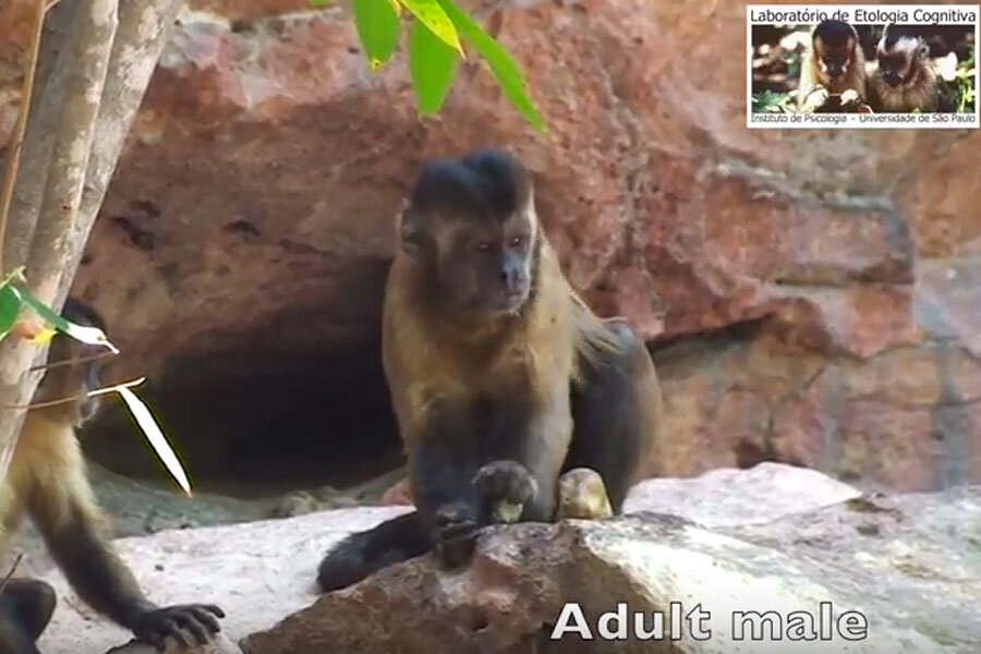 Archaeologists discover 700-year-old evidence of tool use...by monkeys ...