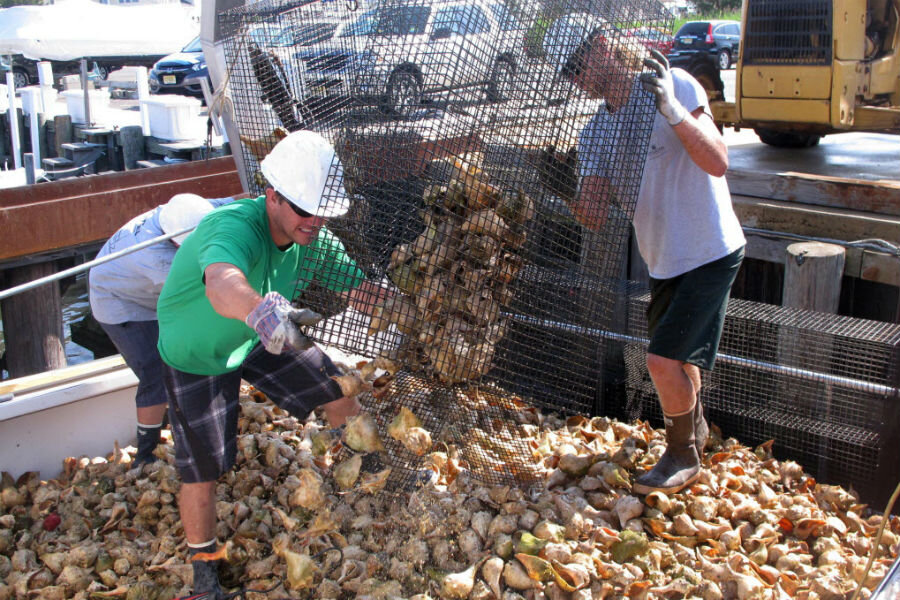 Why scientists are trying to rebuild oyster colonies - CSMonitor.com