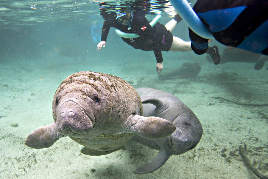 As fall nears, how will the Cape Cod manatee fare? - CSMonitor.com