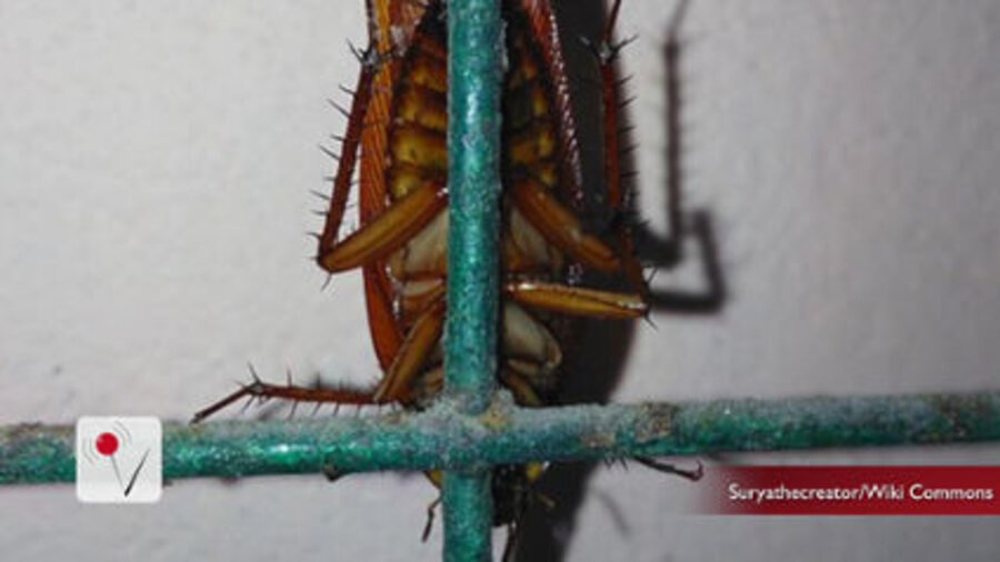 Why are cockroaches taking to the skies in New York? - CSMonitor.com