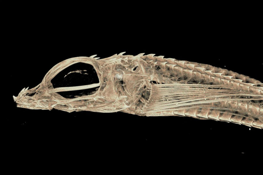 What scientists could learn from more than 25,000 'digitized' fish ...