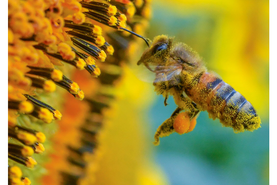 Long-term study shows pesticides are killing bees - CSMonitor.com