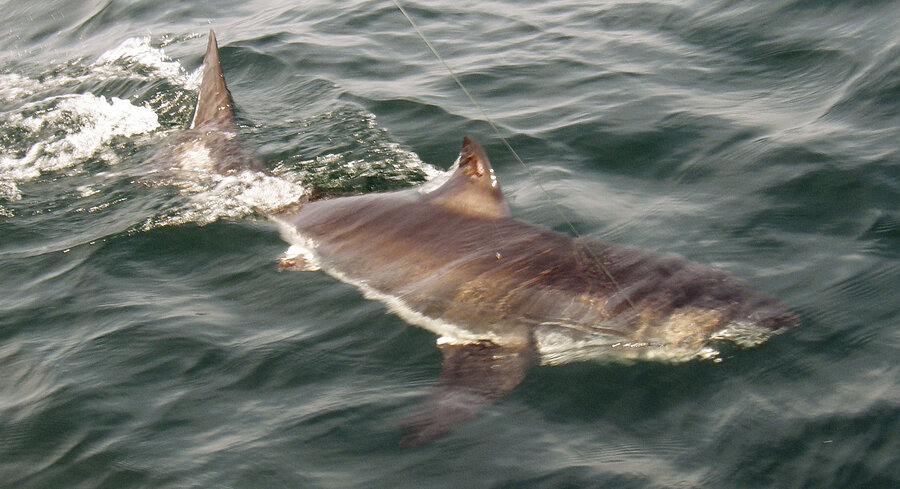 Mama shark leads researchers to first-ever discovery of great white ...