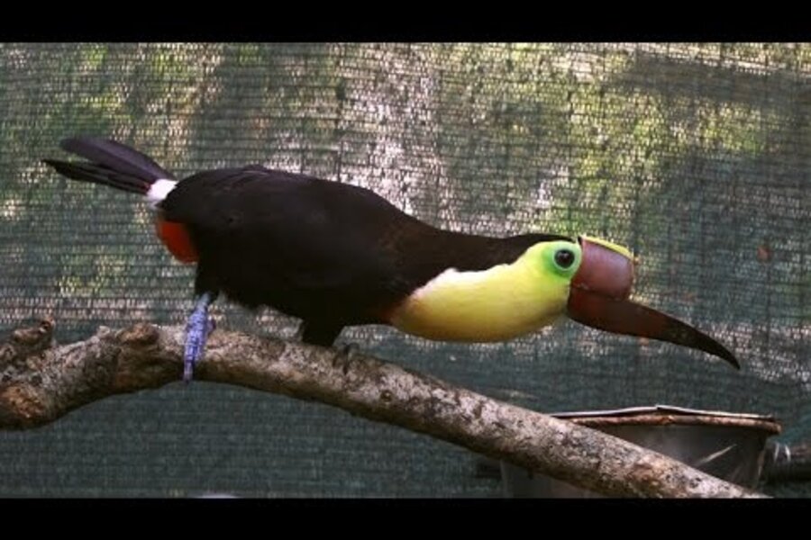 How an injured, bionic toucan joined the fight against animal cruelty ...